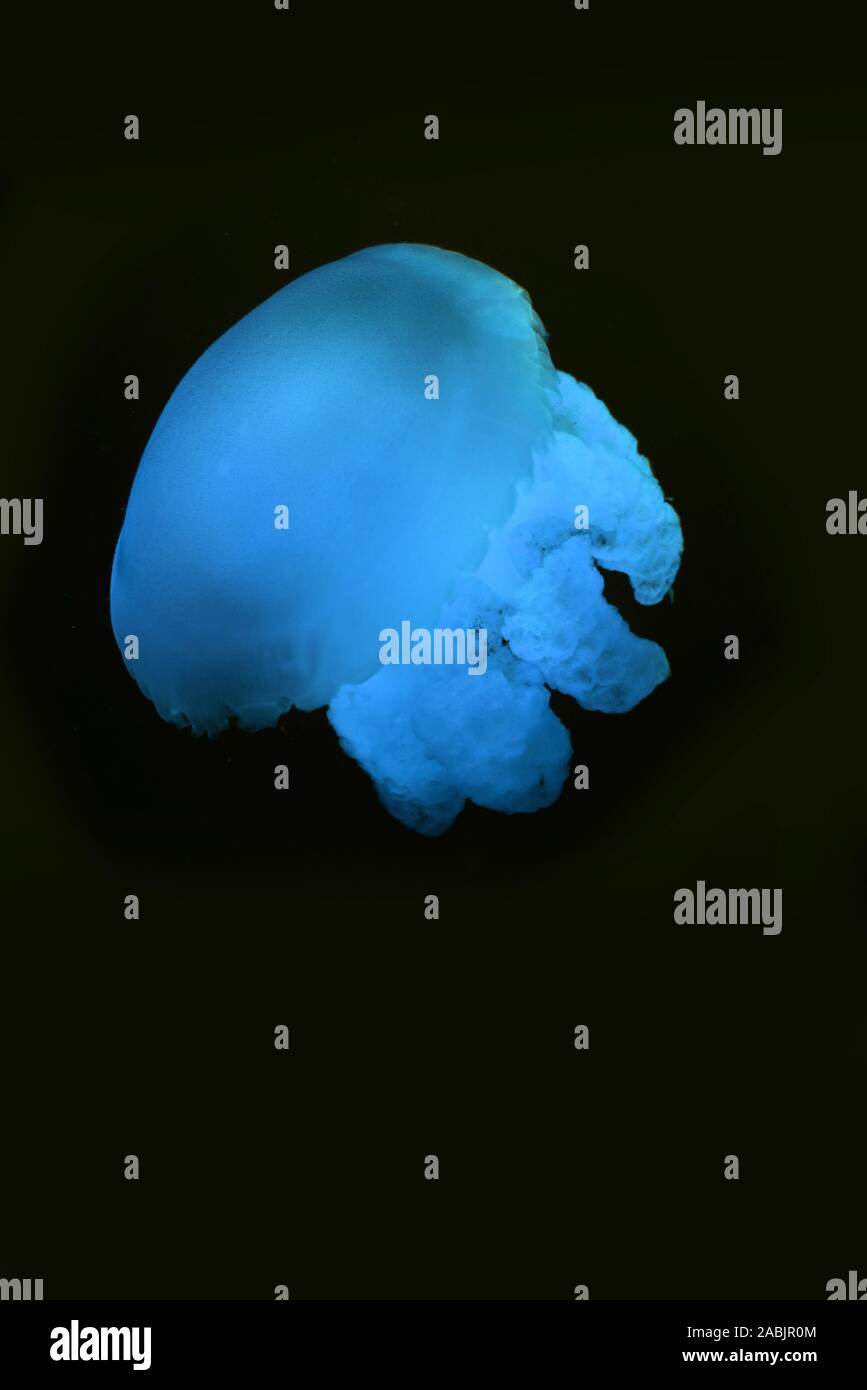Blue blubber jellyfish with blue neon light on black background Stock ...