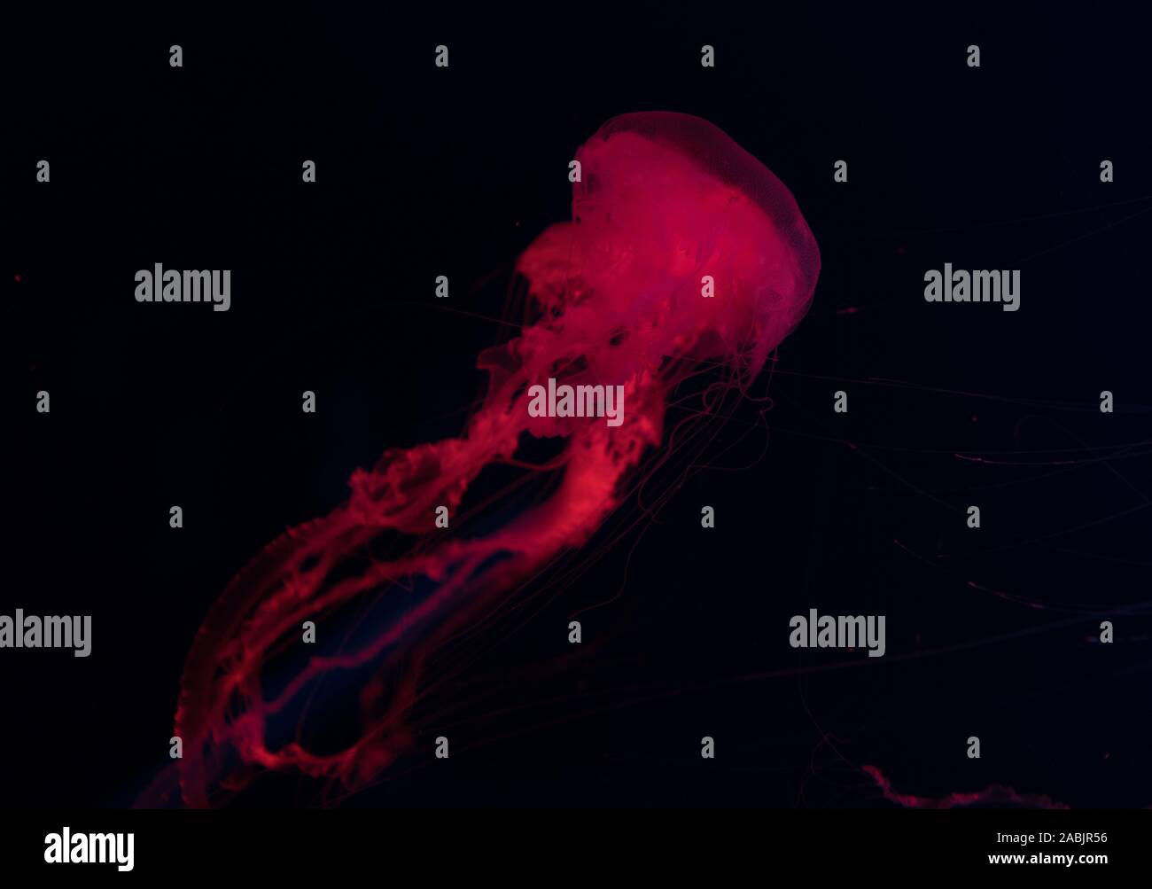Jellyfish in red neon light on black background Stock Photo - Alamy