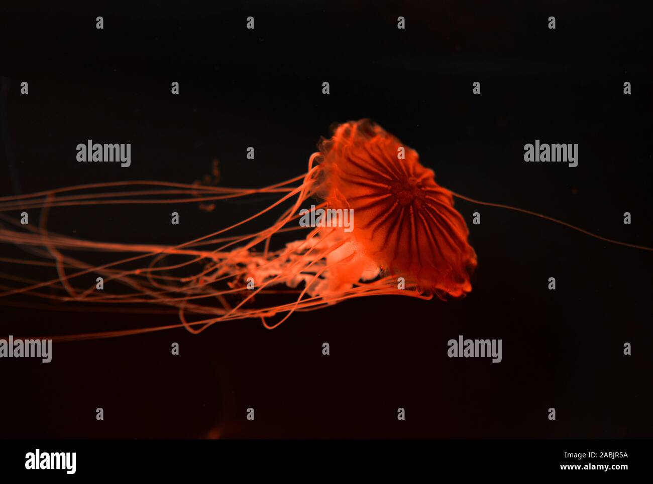 Compass jellyfish with red neon light on black background Stock Photo ...