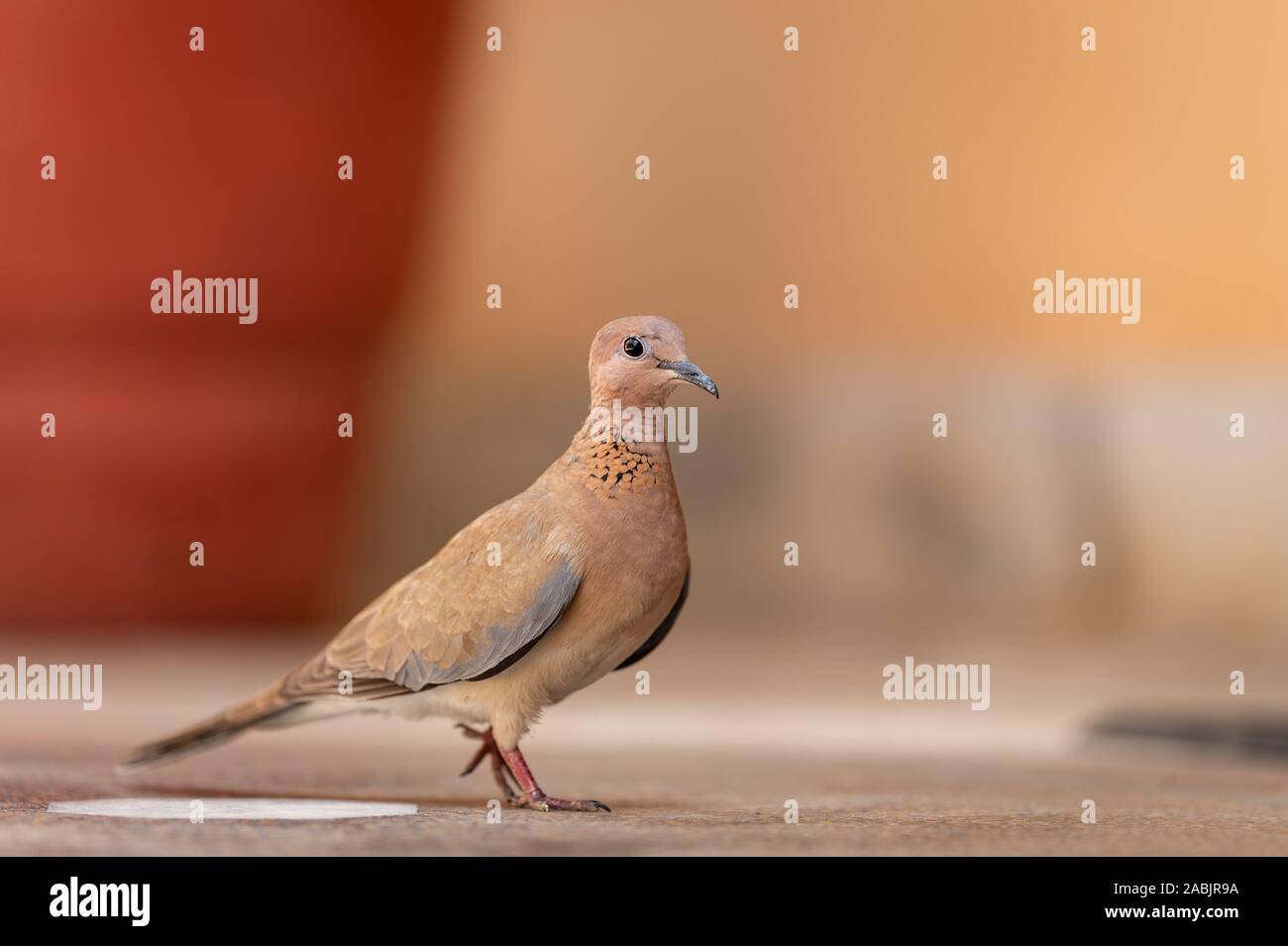 Laughing dove or Spilopelia senegalensis pigeon at jaipur india Stock ...