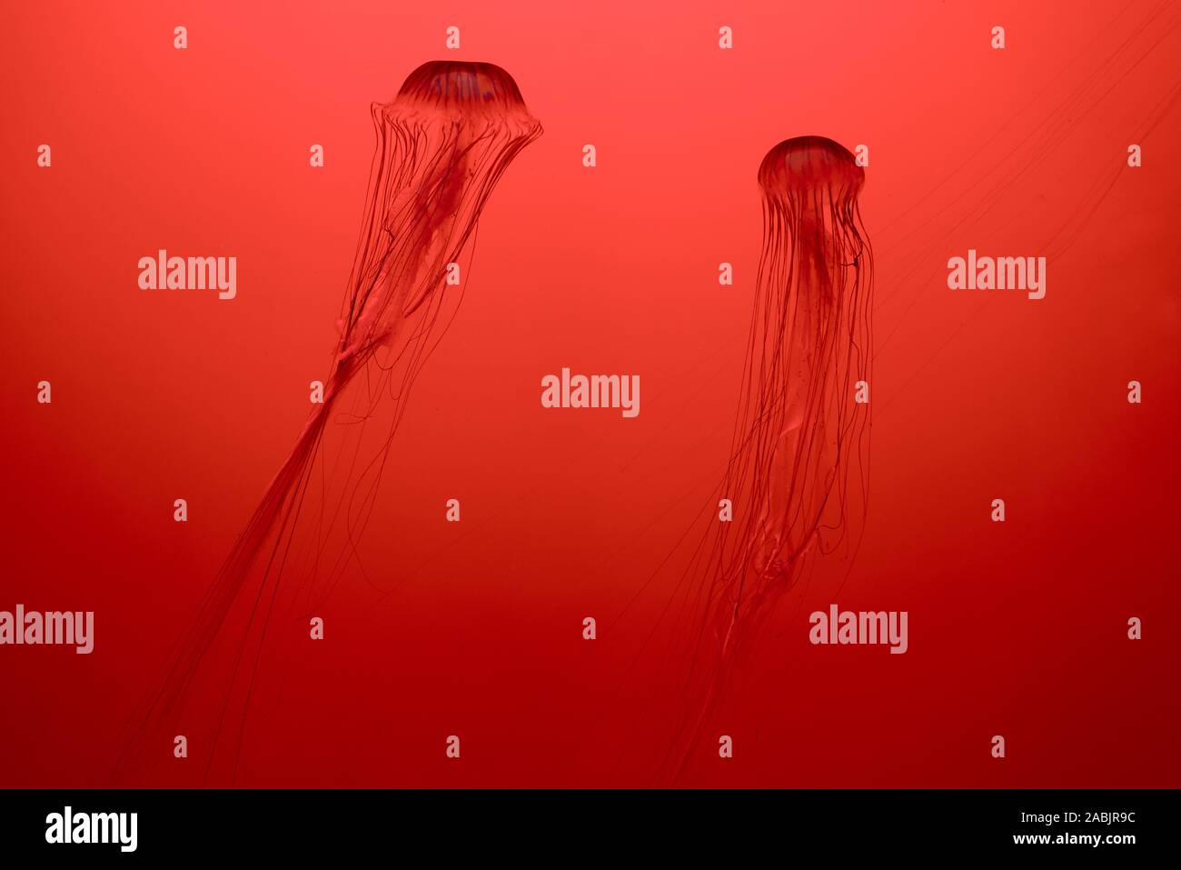 Two jellyfishes hi-res stock photography and images - Alamy