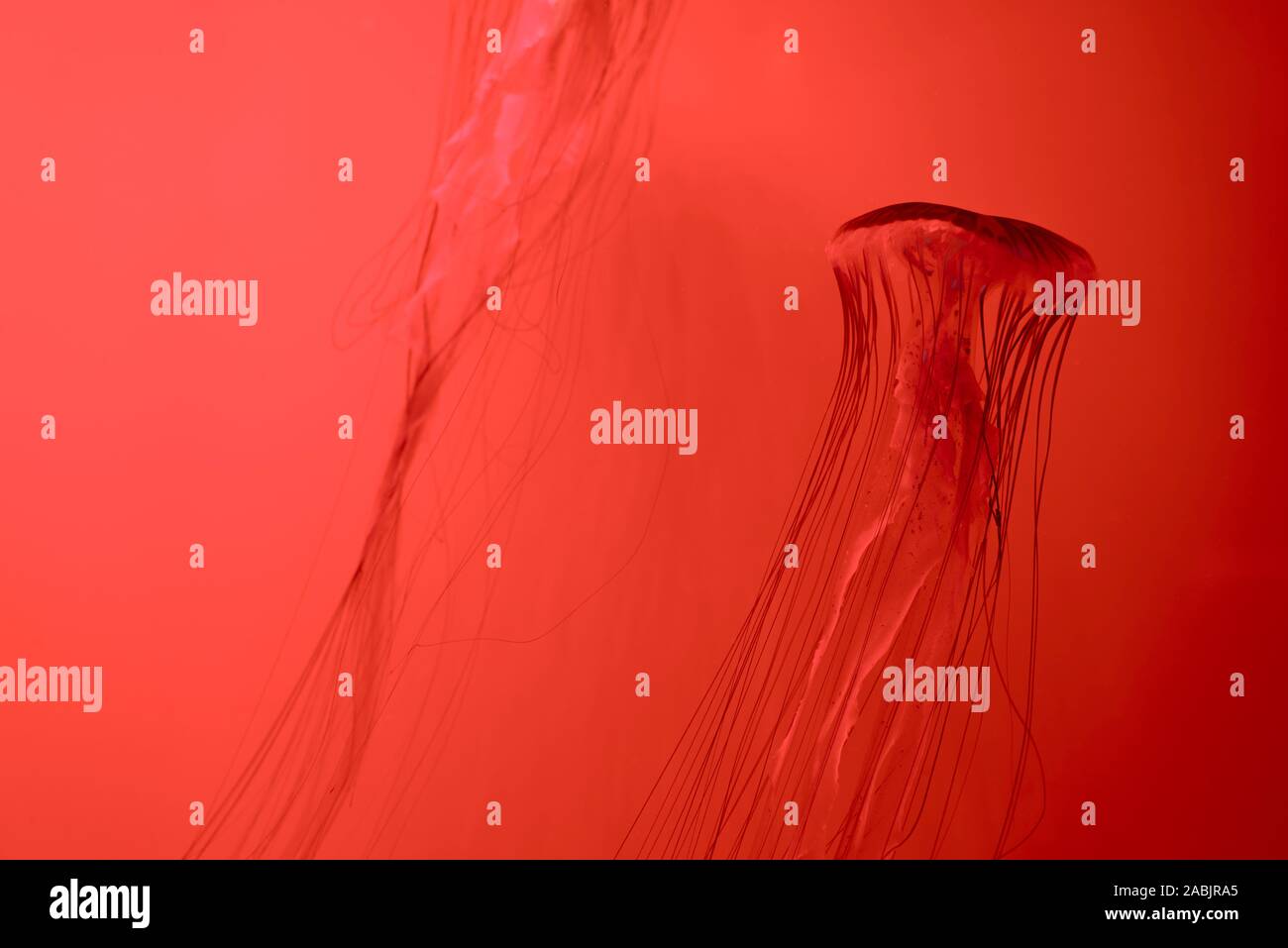 Two jellyfishes hi-res stock photography and images - Alamy