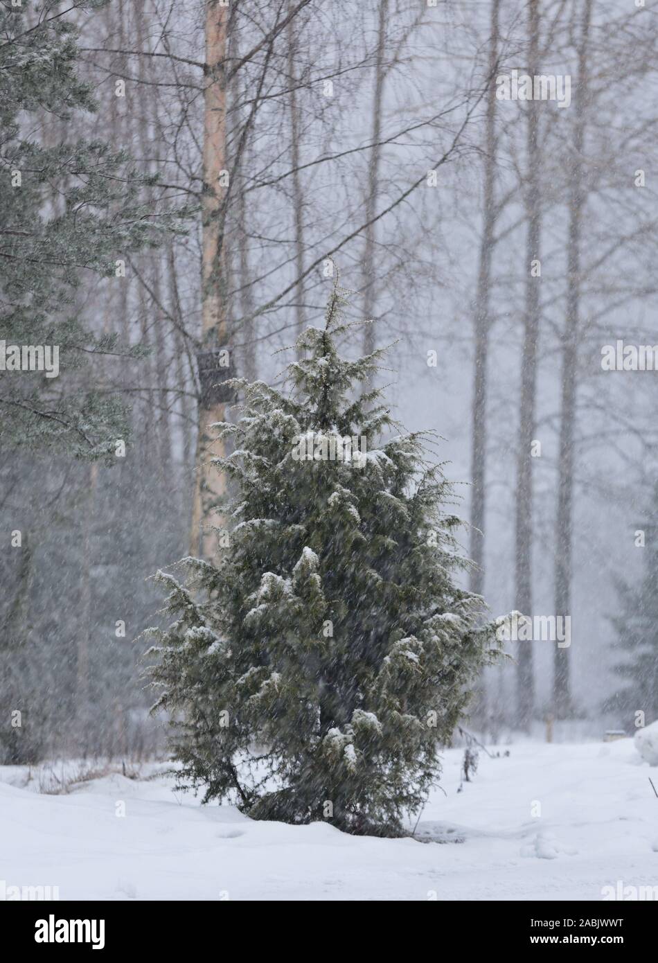Juniper woodland hi-res stock photography and images - Alamy