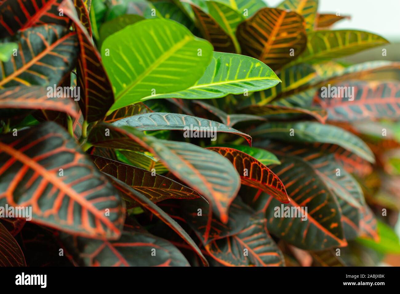 Codiaeum variegatum perennial evergreen shrub Euphorbiaceae. Red green ...