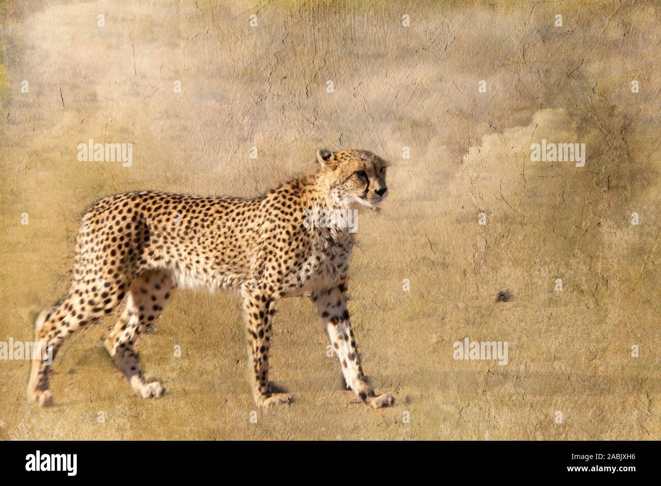 Beautiful wild cheetah walking Stock Photo - Alamy