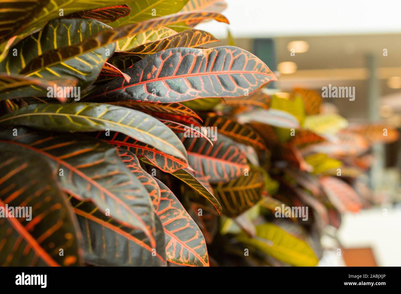 Codiaeum is a perennial ornamental indoor plant from India. Red leaf in ...