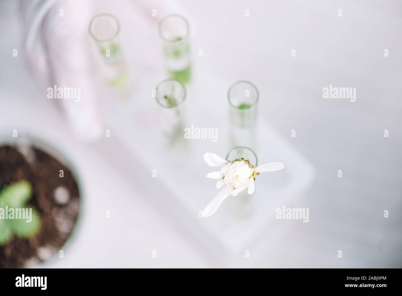 Test tube flower nobody hi-res stock photography and images - Alamy
