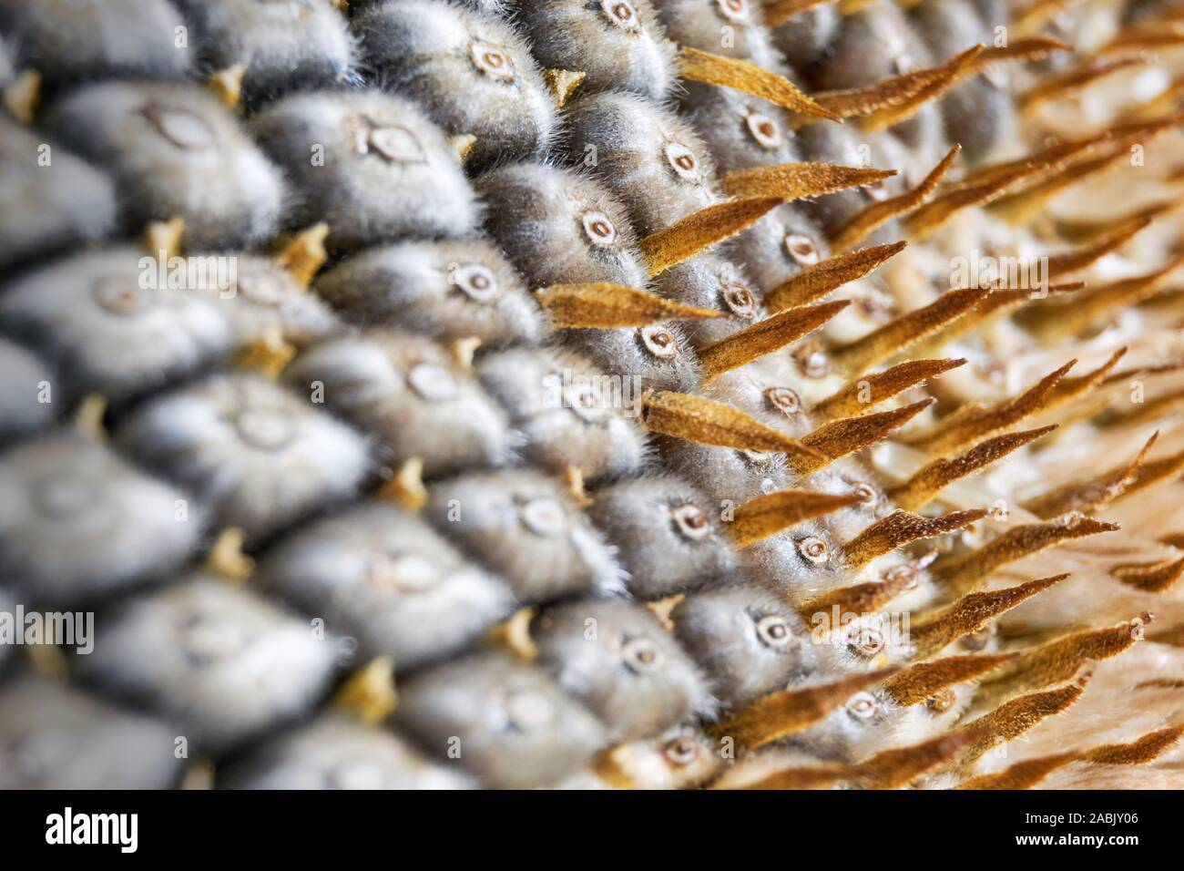 Pretty seed pods hi-res stock photography and images - Alamy