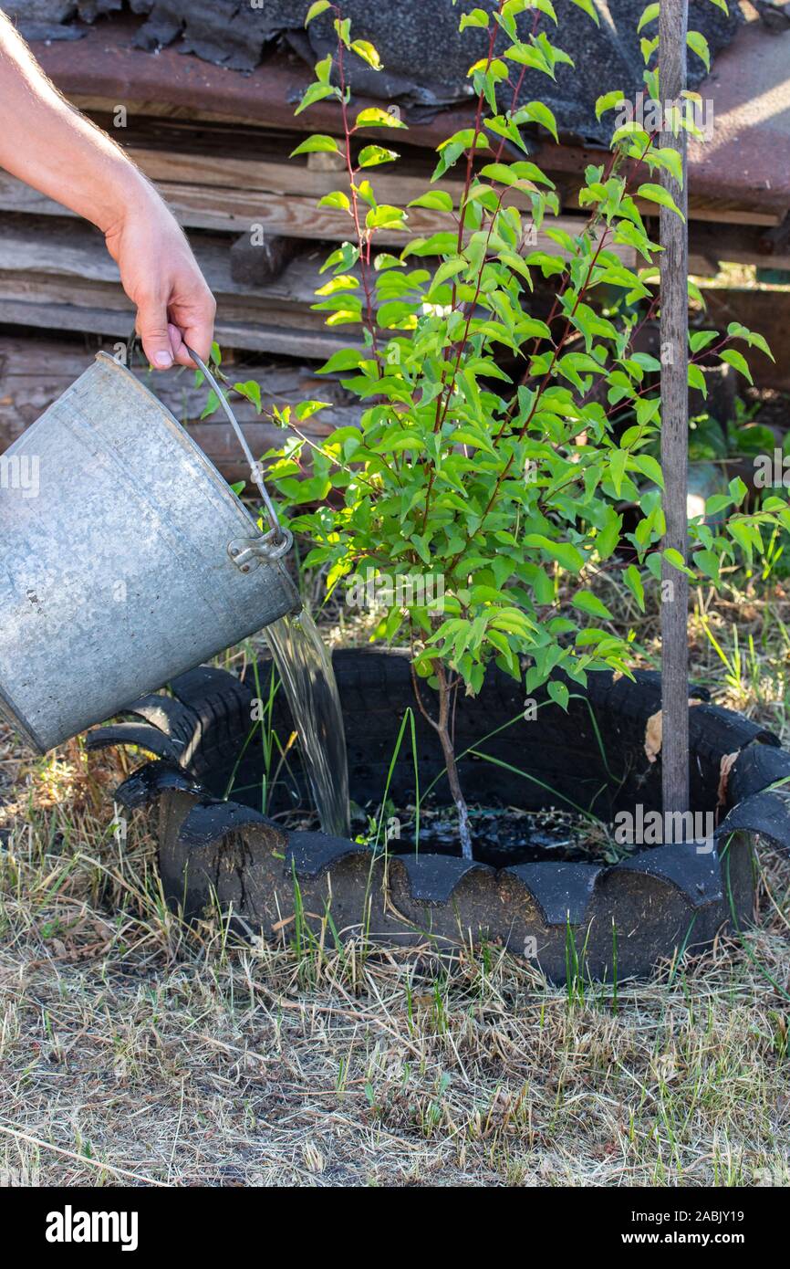 Watering a small cherry tree in the garden from a metal bucket, farm ...