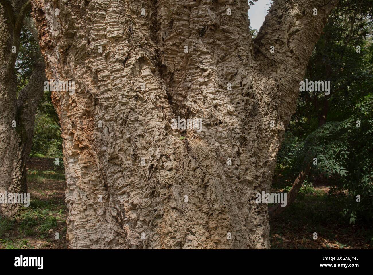 Quercus suber branch hi-res stock photography and images - Alamy