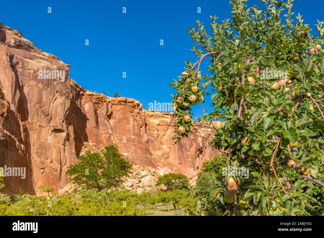 Apple, pear and peach trees in a lush orchard in a canyon, Capitol Reef ...
