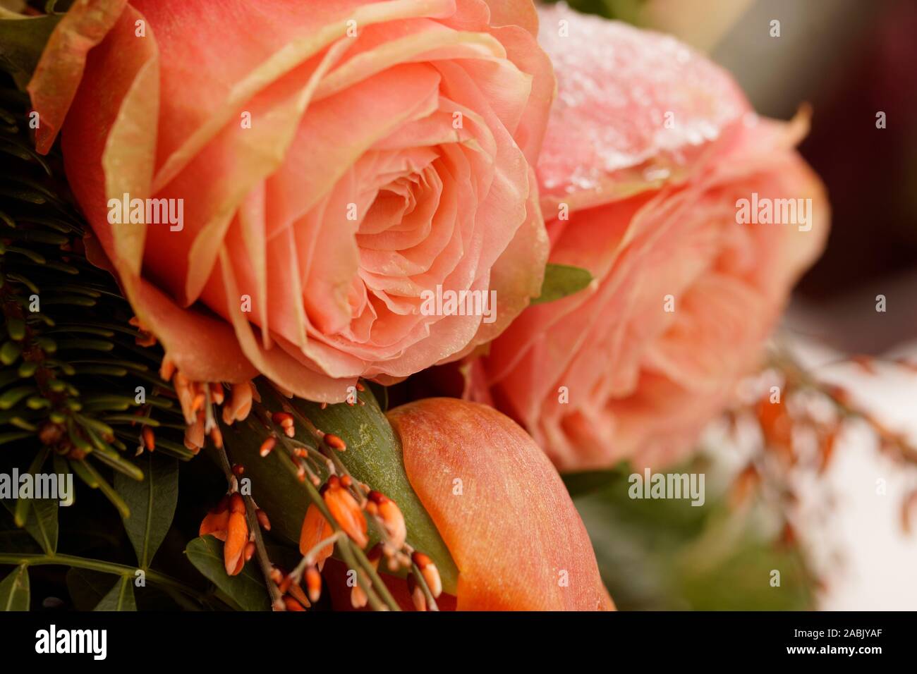 Macro on frozen pink roses. Funeral arrangement Stock Photo - Alamy