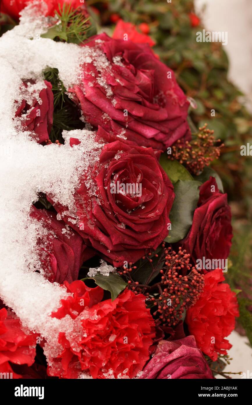 Macro on frozen red roses. Funeral arrangement covered in snow Stock ...