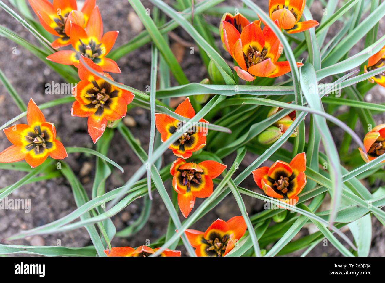 Orange Tulips Tulipa 'Little Princess' Stock Photo - Alamy