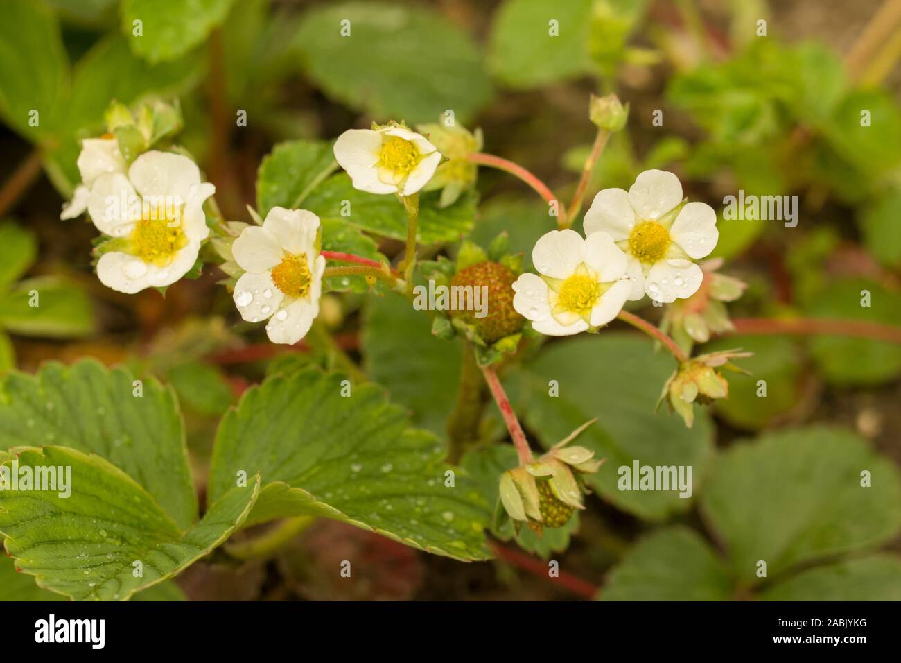 The Virginia strawberry, wild strawberry, or common strawberry ...