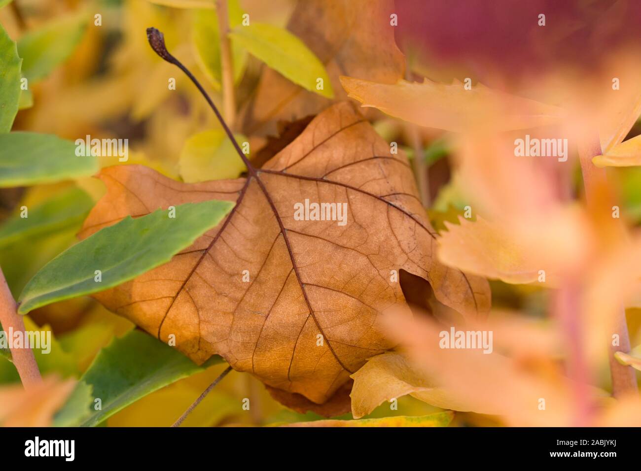 Close Focus on a fallen brown maple leaf inbetween blurred and focused ...