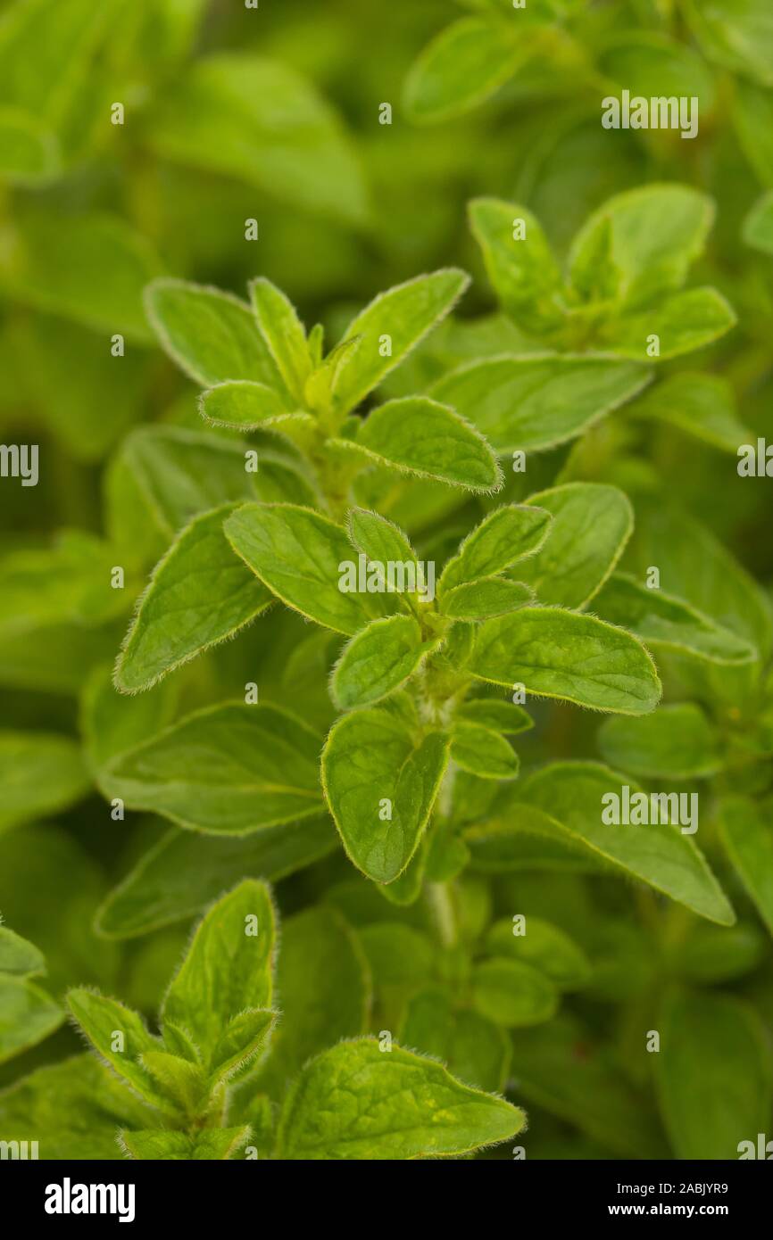 Oregano genus origanum hi-res stock photography and images - Alamy
