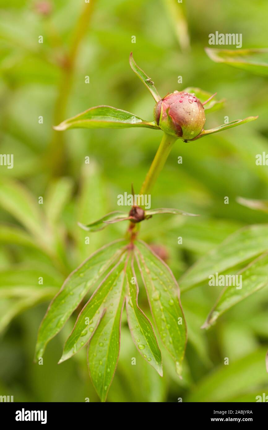 Red peony (Paeonia Officinalis) flower bud after rain close up shot ...
