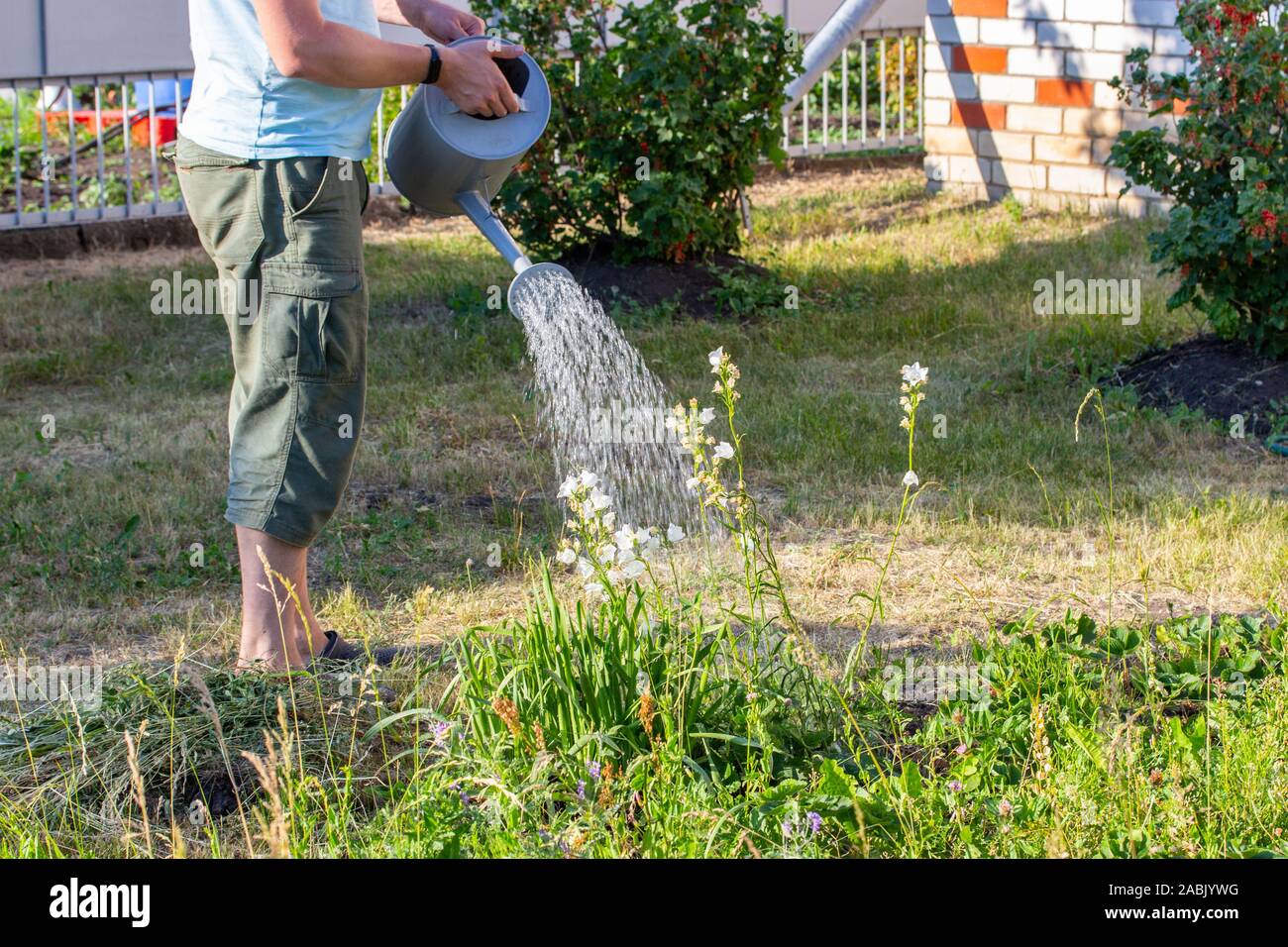 Watering the garden, plants and flowers in the garden from a metal ...