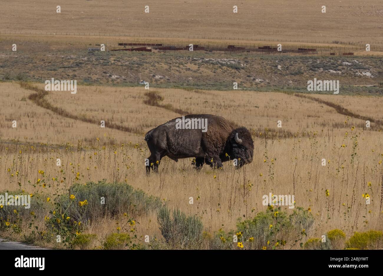 Antelope island bison herd hi-res stock photography and images - Alamy