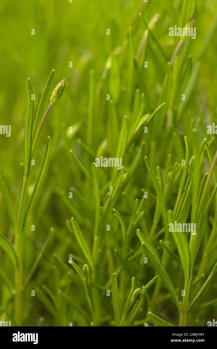 close up on the young plant of Sideritis, also known as ironwort ...