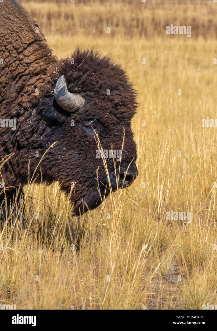 Wild American buffalo (Bison) on the grasslands of Antelope Island ...