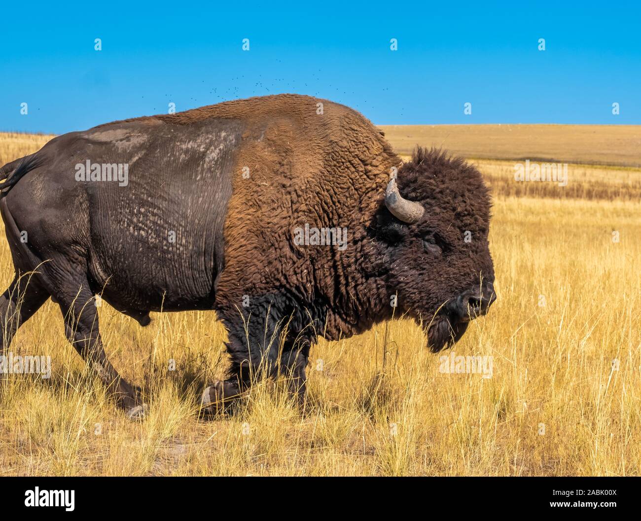 Wild American buffalo (Bison) on the grasslands of Antelope Island ...