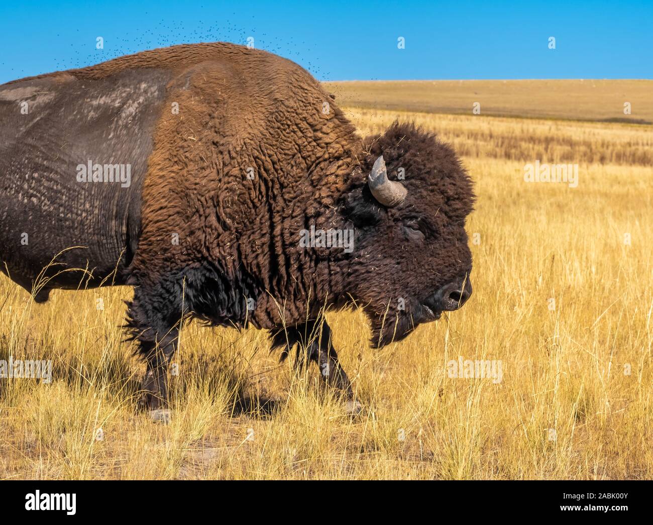 Wild American buffalo (Bison) on the grasslands of Antelope Island ...