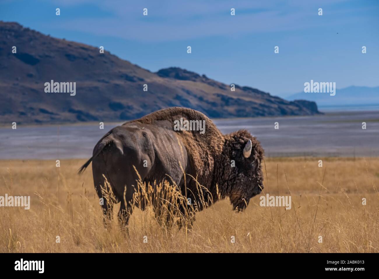 Buffalo bill national park hi-res stock photography and images - Alamy