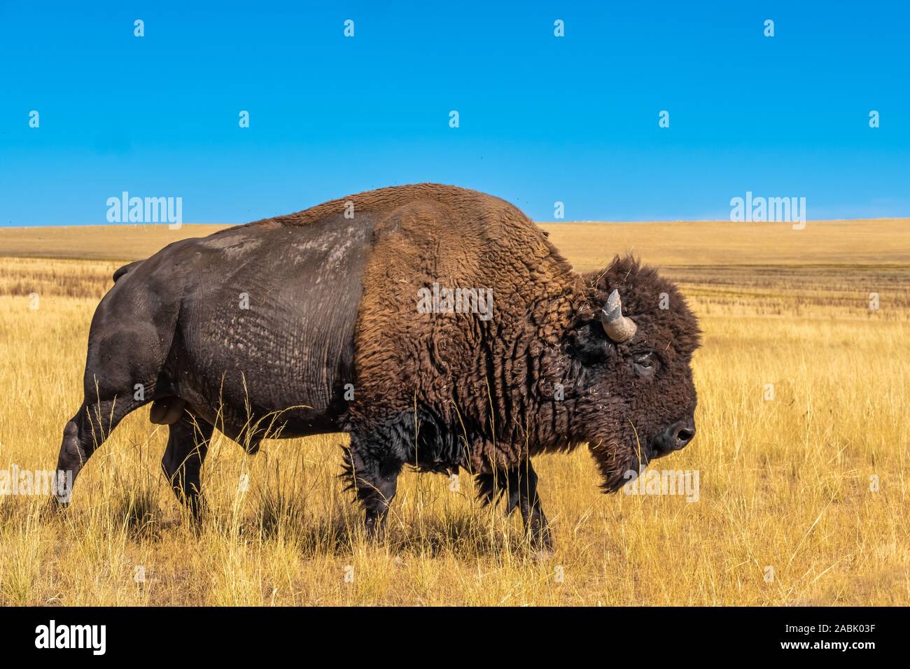 Wild American buffalo (Bison) on the grasslands of Antelope Island ...