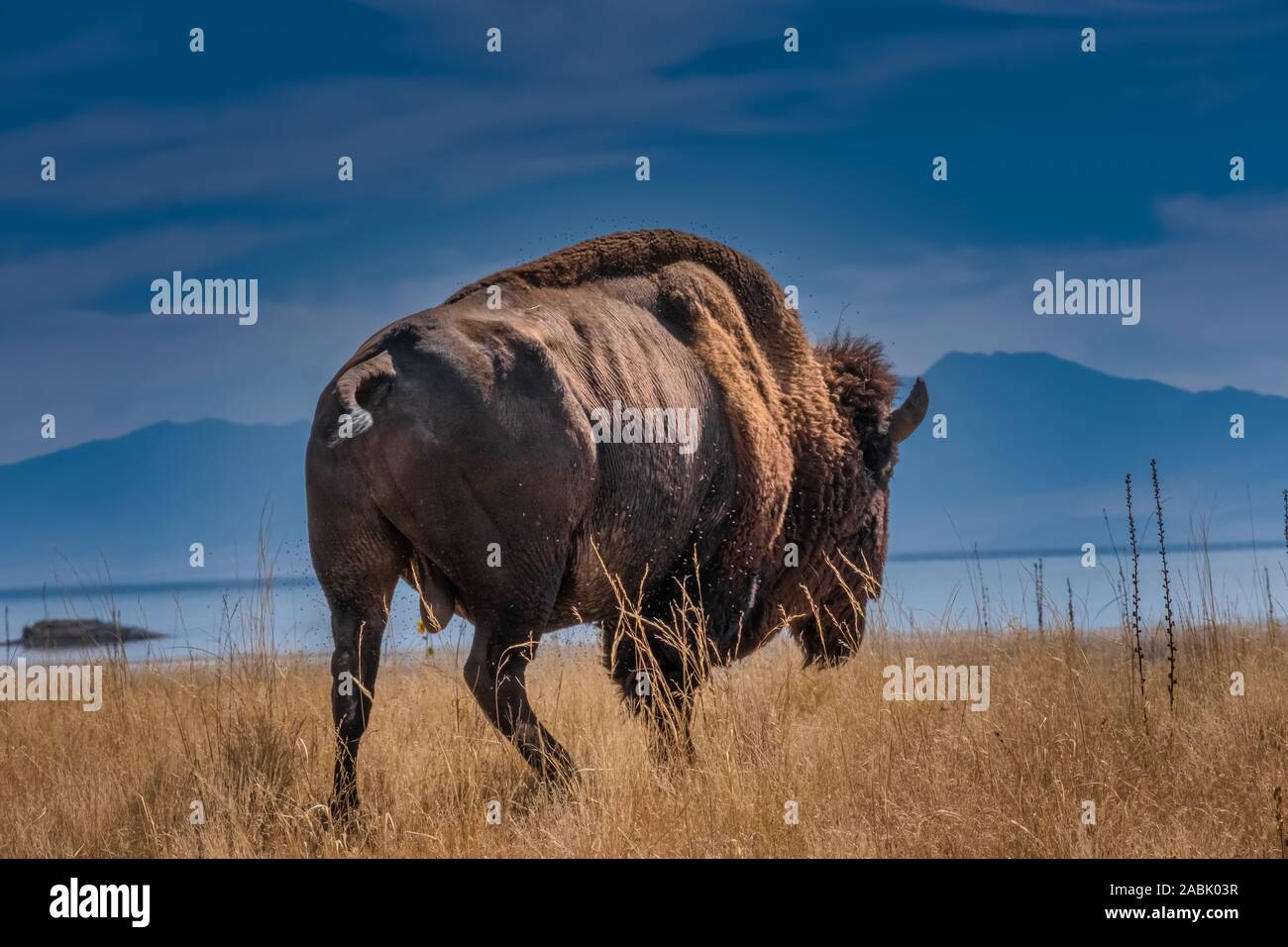 Wild American buffalo (Bison) on the grasslands of Antelope Island ...