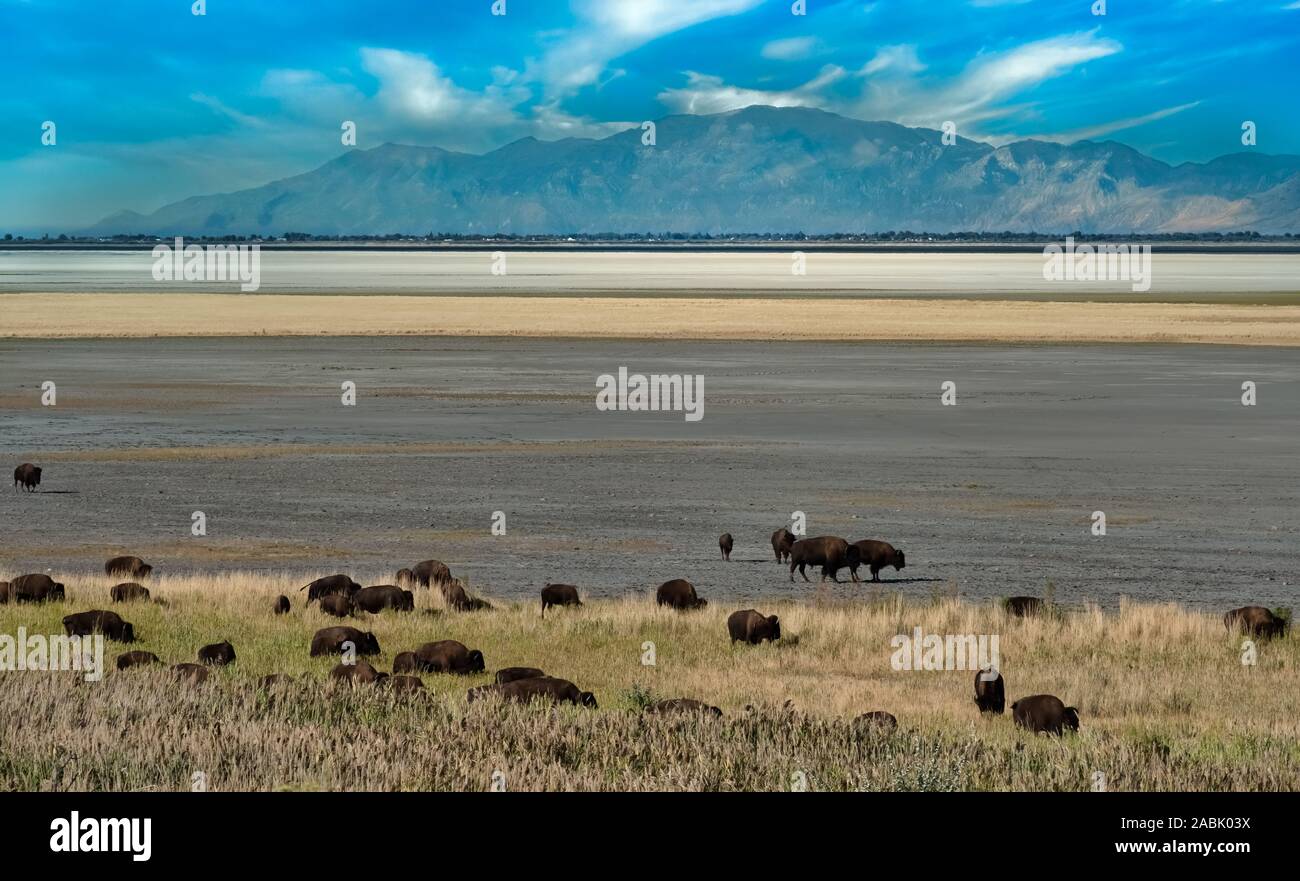 Wild American buffalo (Bison) herds on the grasslands of Antelope ...