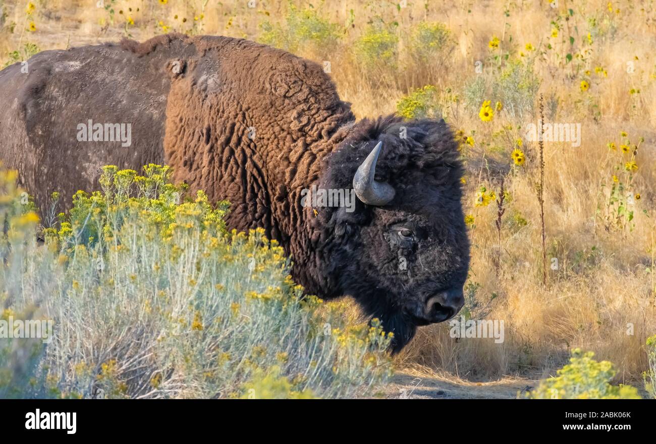 Indian hunt buffalo hi-res stock photography and images - Alamy