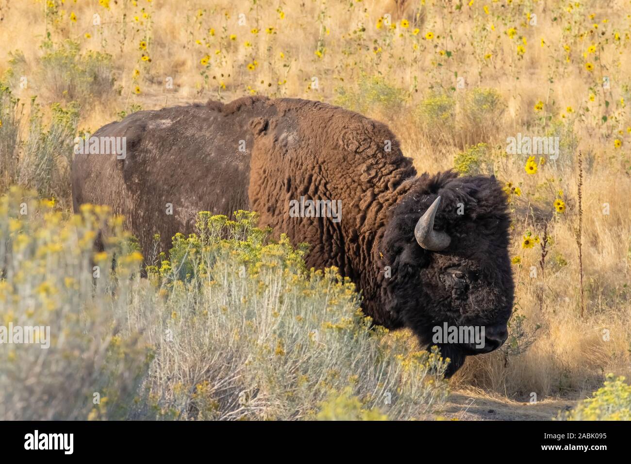 Wild American buffalo (Bison) on the grasslands of Antelope Island ...