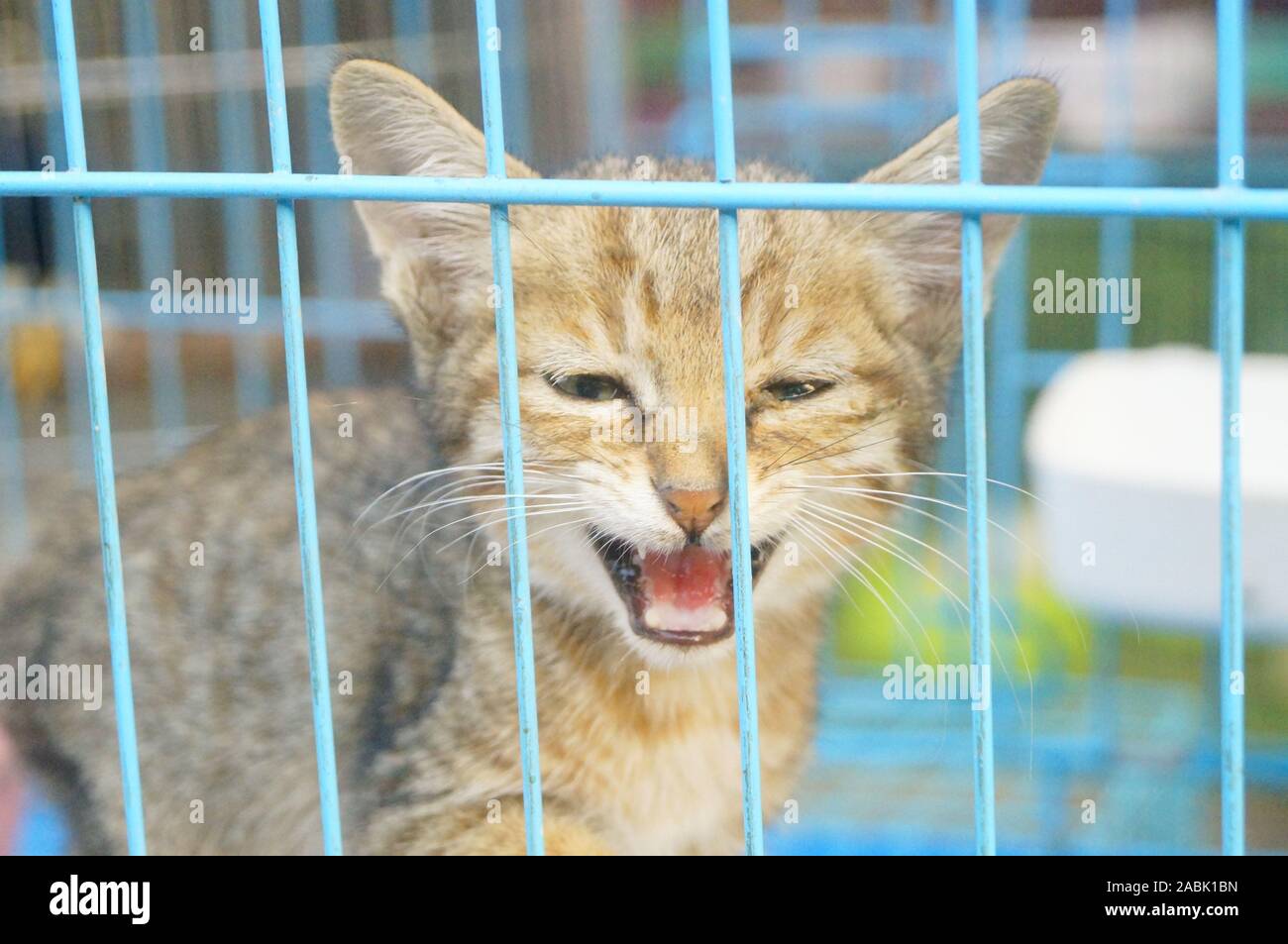A cat in a cage Stock Photo - Alamy