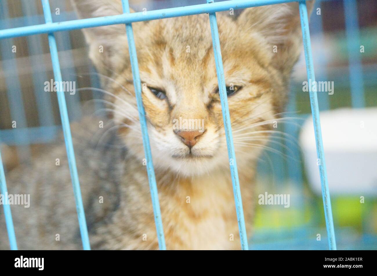 A cat in a cage Stock Photo - Alamy