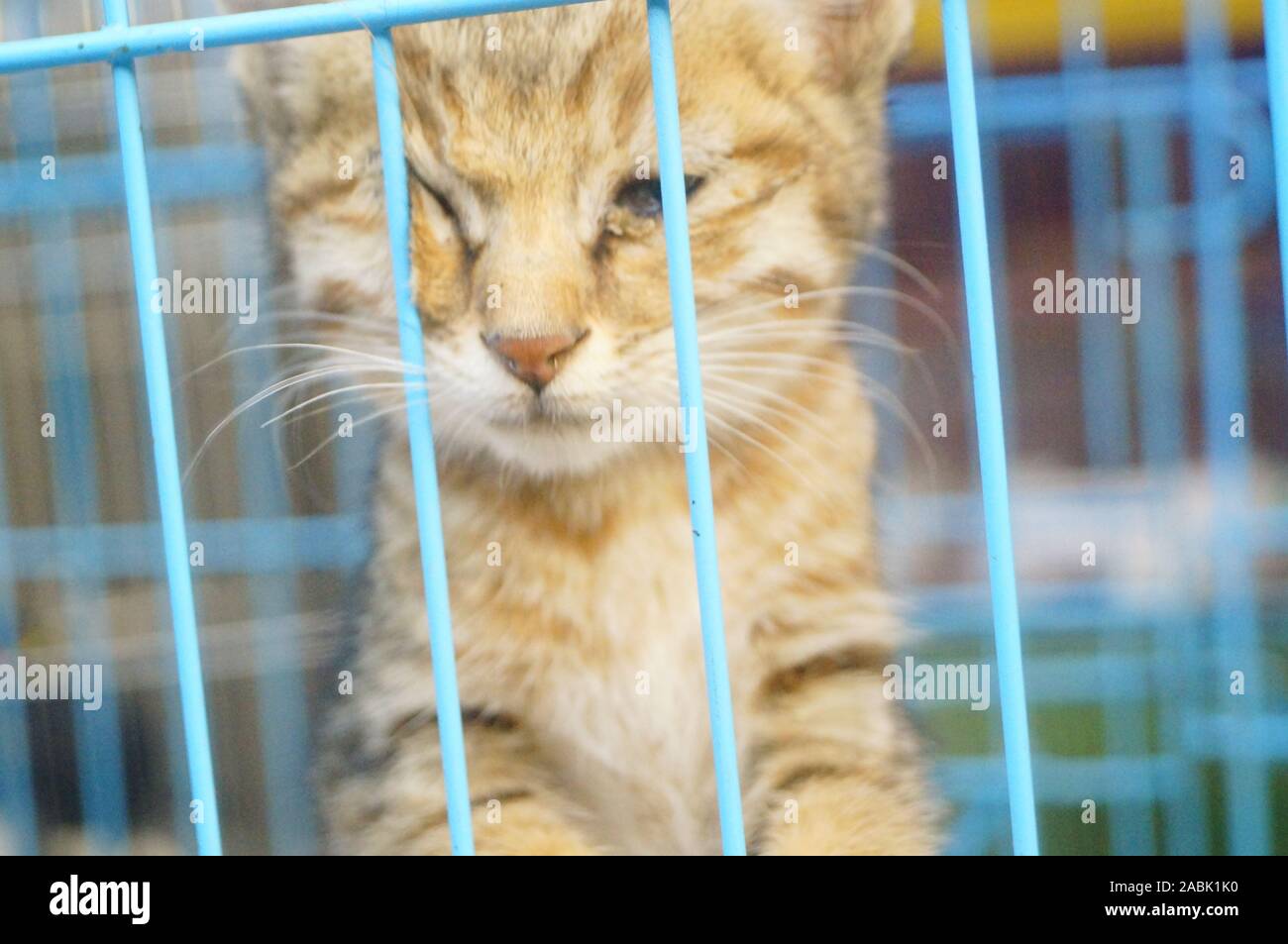 A cat in a cage Stock Photo - Alamy
