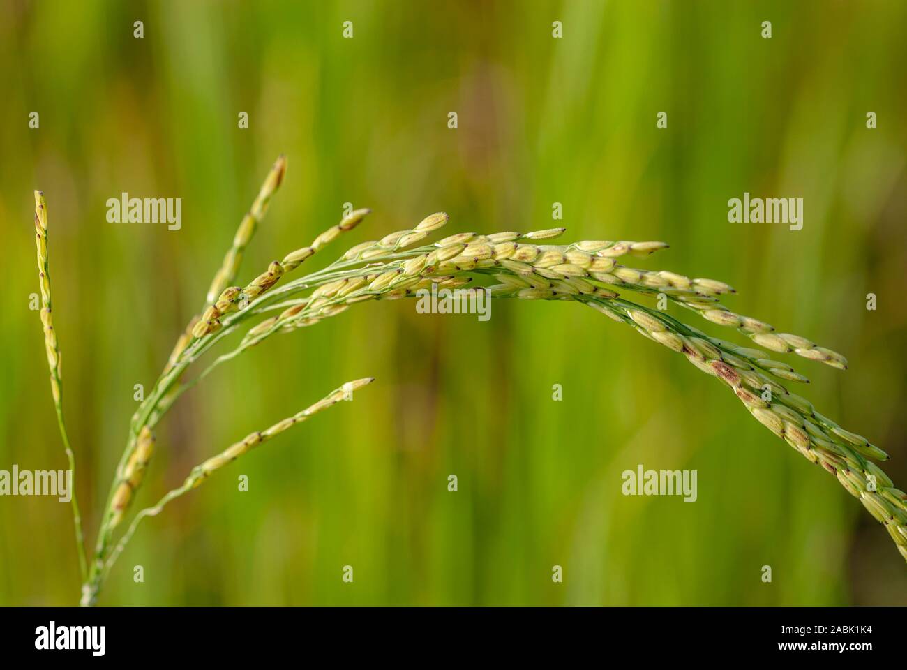 Rice Panicle