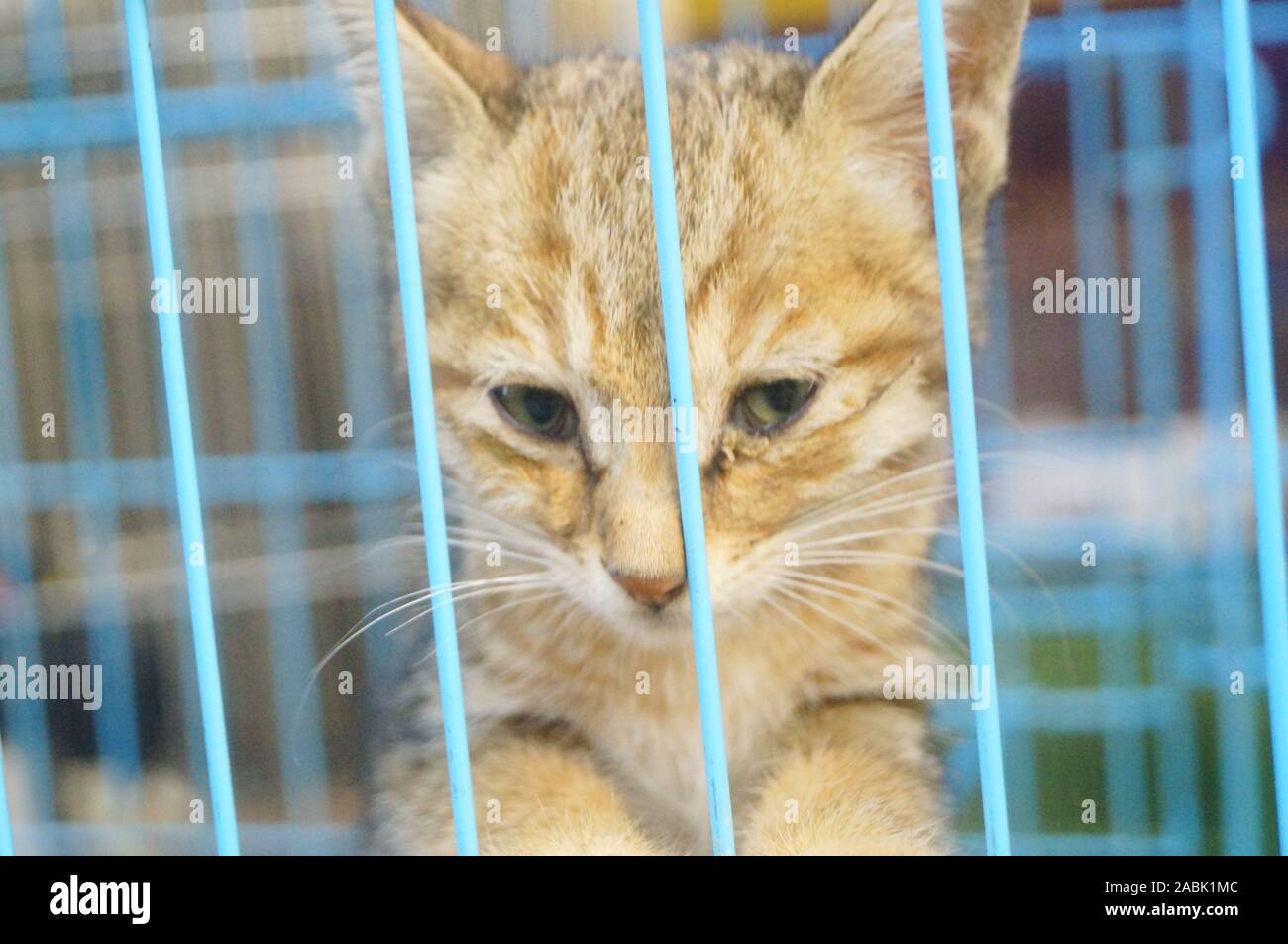 A cat in a cage Stock Photo - Alamy