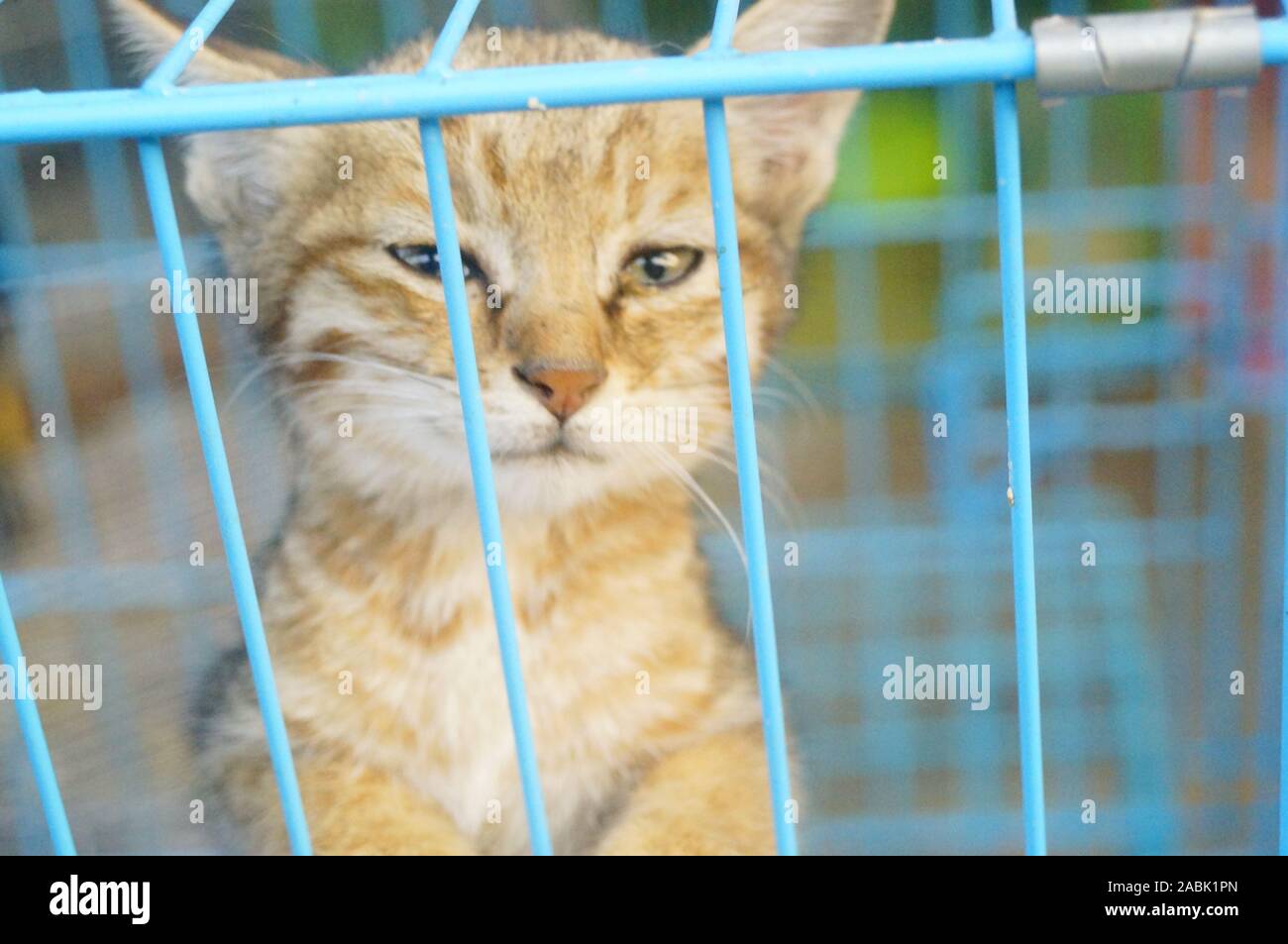 A cat in a cage Stock Photo - Alamy