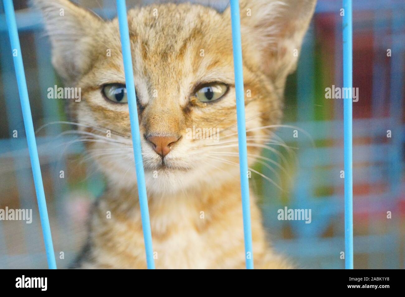 A cat in a cage Stock Photo - Alamy