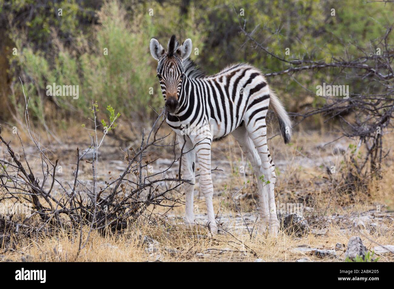 Little Zebra High Resolution Stock Photography and Images - Alamy