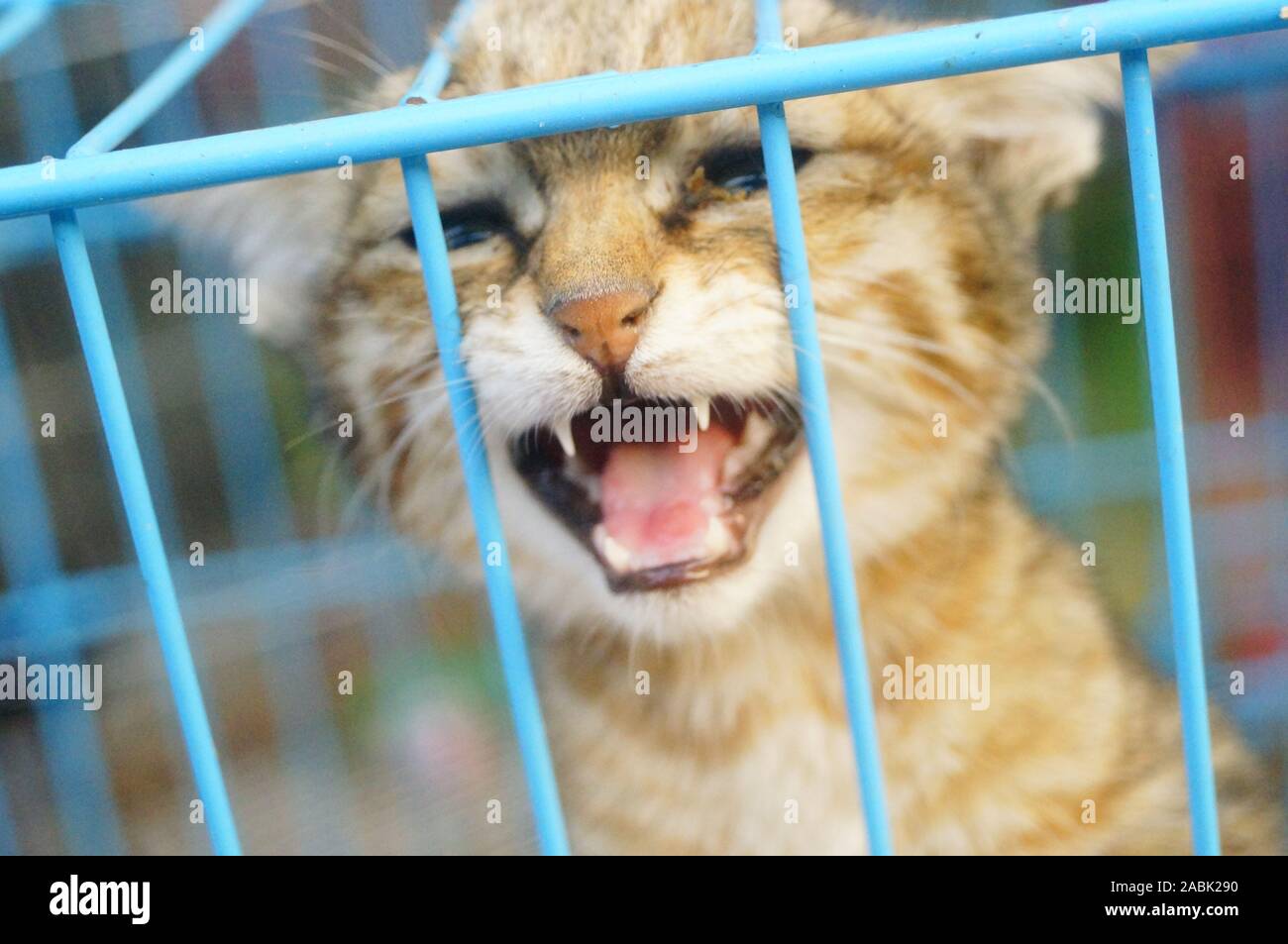 A cat in a cage Stock Photo - Alamy