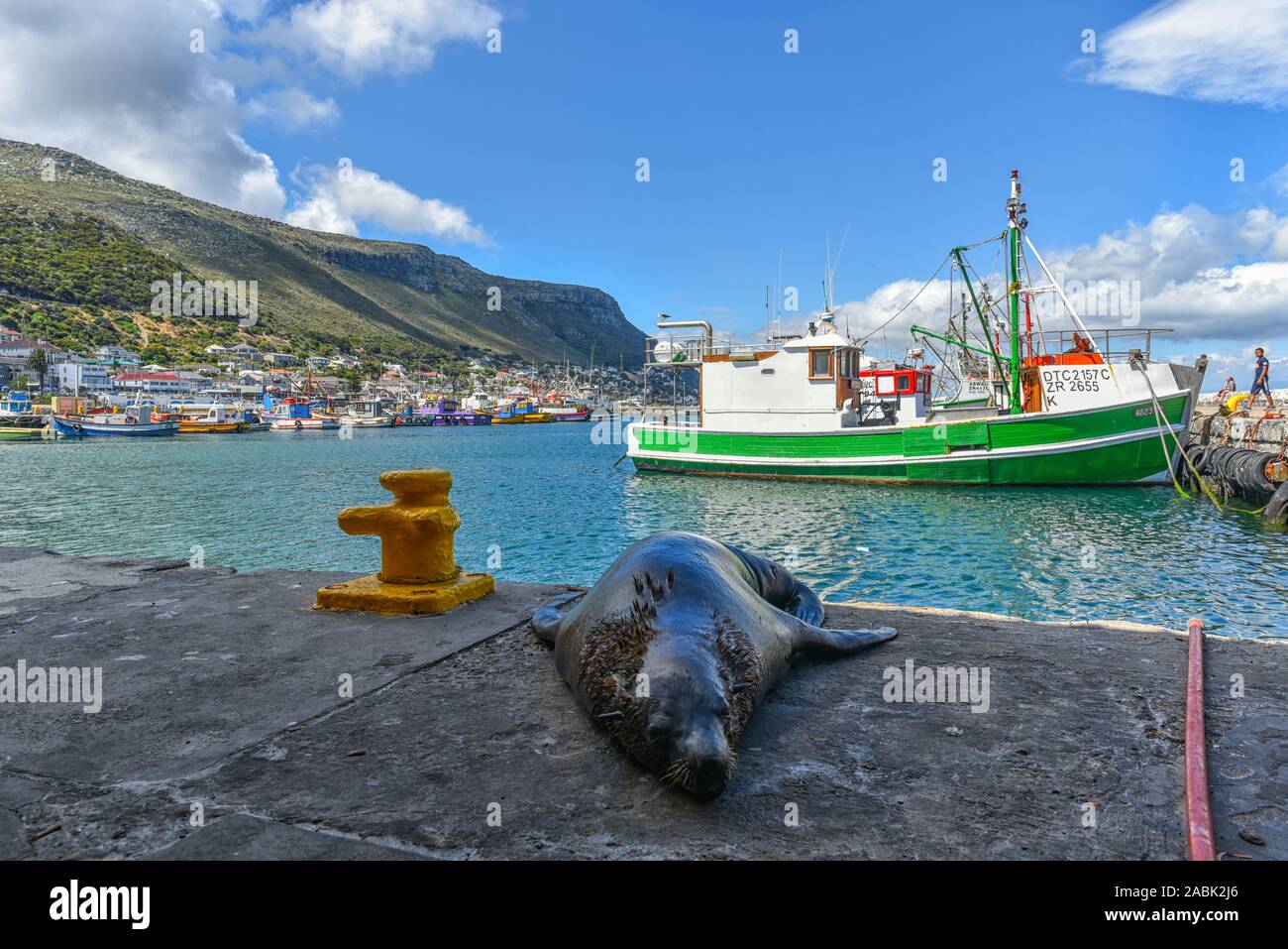Seal Platform at Kalk Bay, Cape Town, South Africa, December 2019 Stock ...