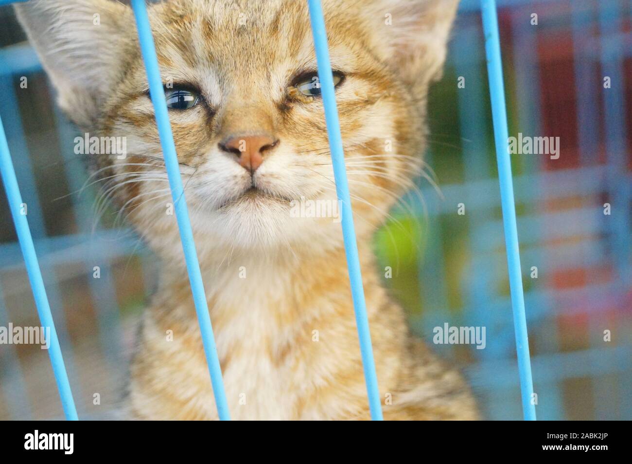 A cat in a cage Stock Photo - Alamy