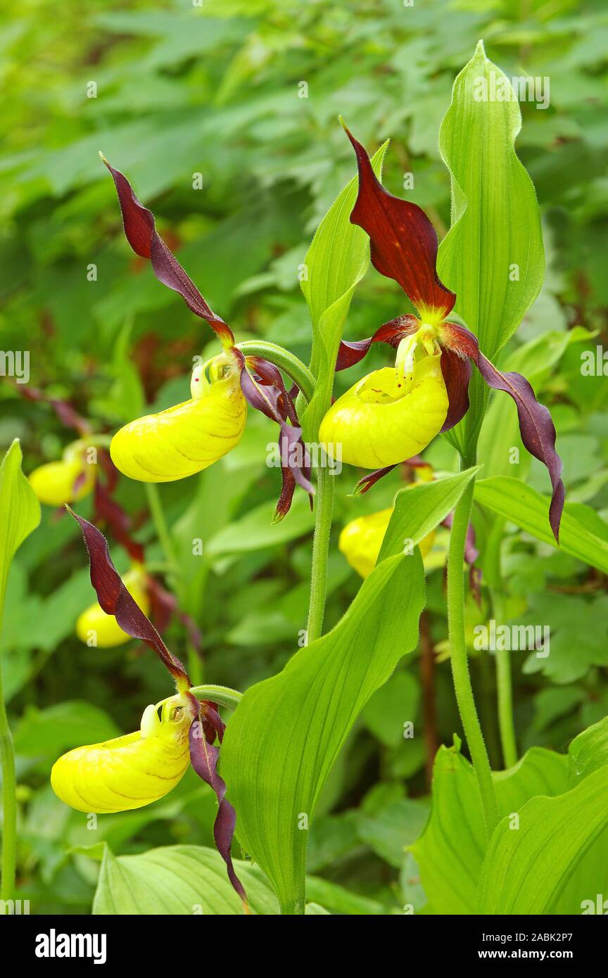 Lady's Slipper Orchid (Cypripedium calceolus), flowers. Germany Stock ...