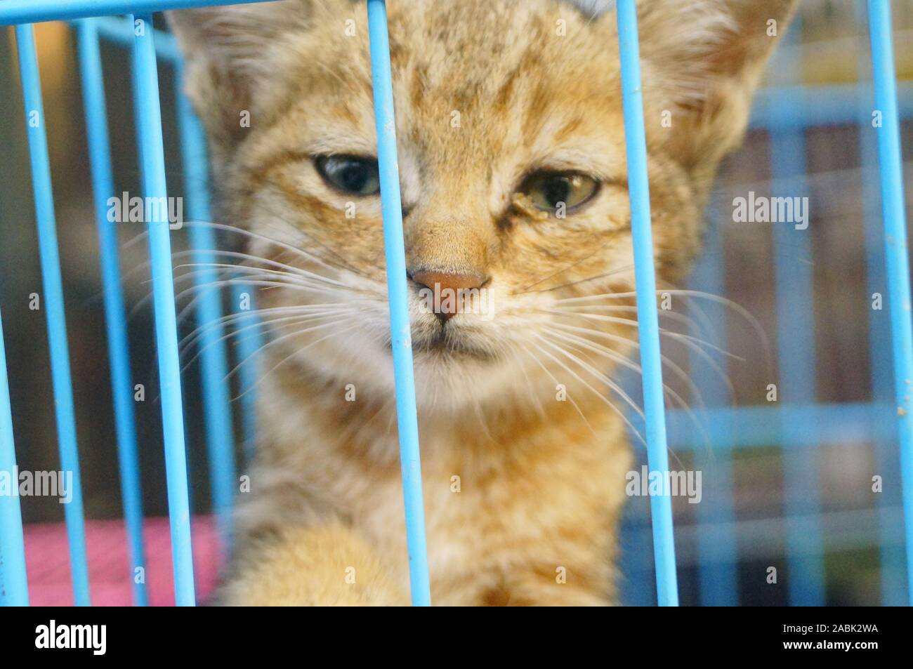 A cat in a cage Stock Photo - Alamy
