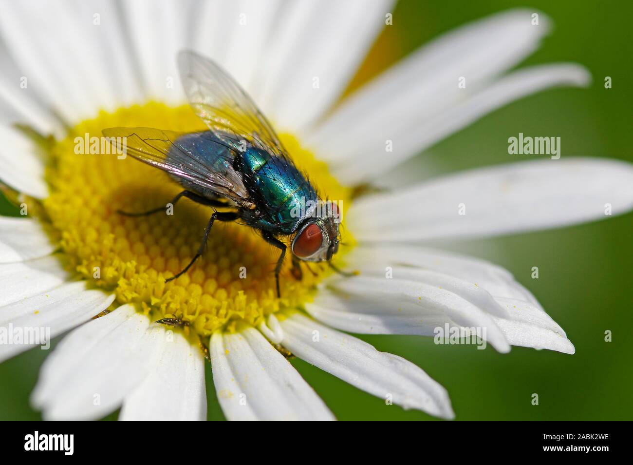 Common Greenbottle (Lucilia caesar). Adult on Ox-eye Daisy flower ...