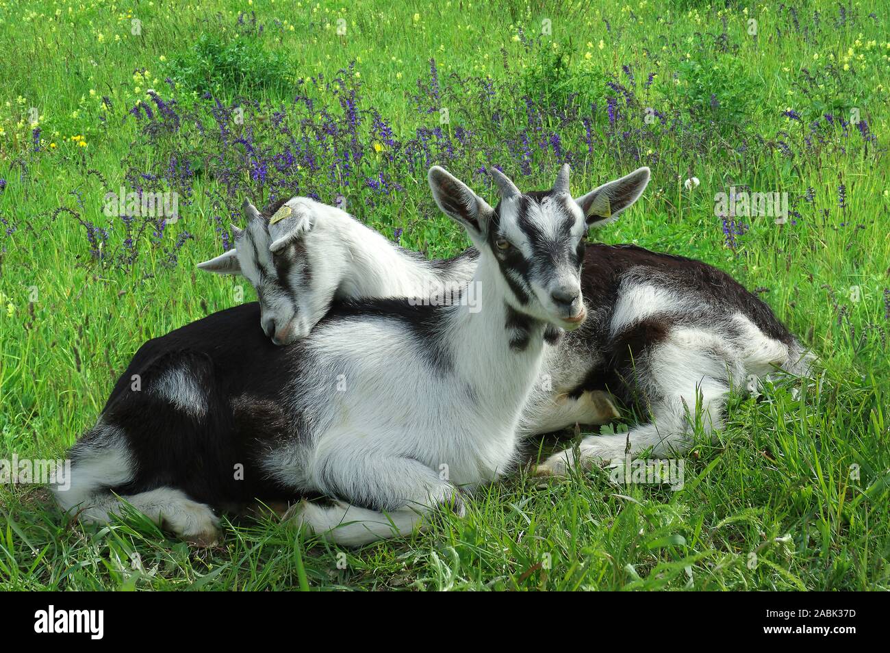 Peacock goat hi-res stock photography and images - Alamy