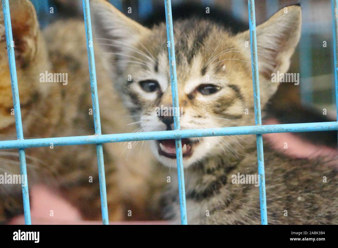 A cat in a cage Stock Photo - Alamy